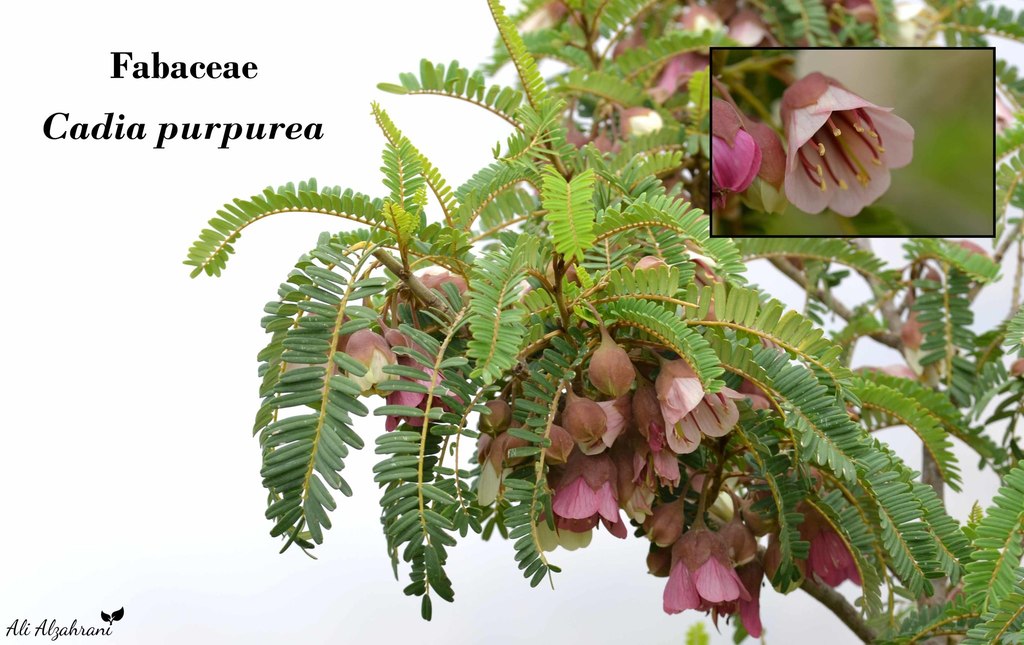 Cadia purpurea from Sūqah, , Saudi Arabia on August 10, 2020 at 12:35 ...