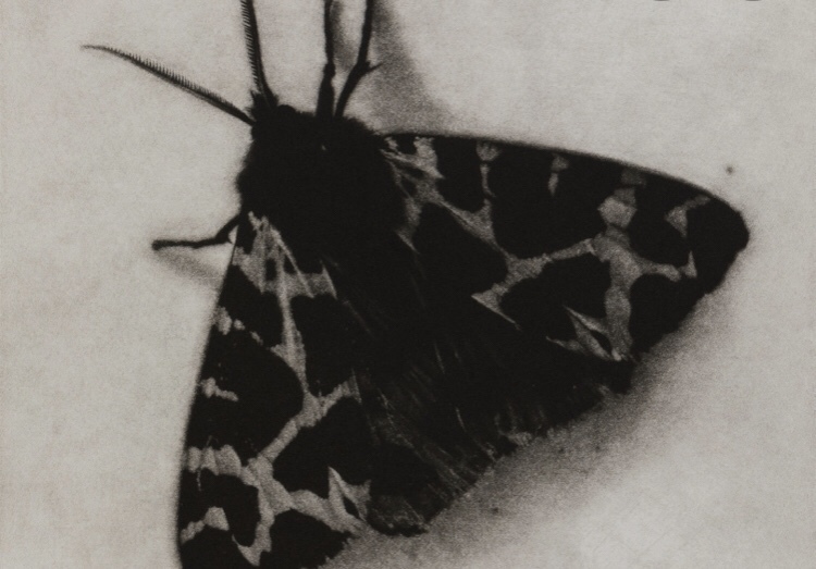 Tiger Moths from University of North Texas, Denton, TX, US on September ...