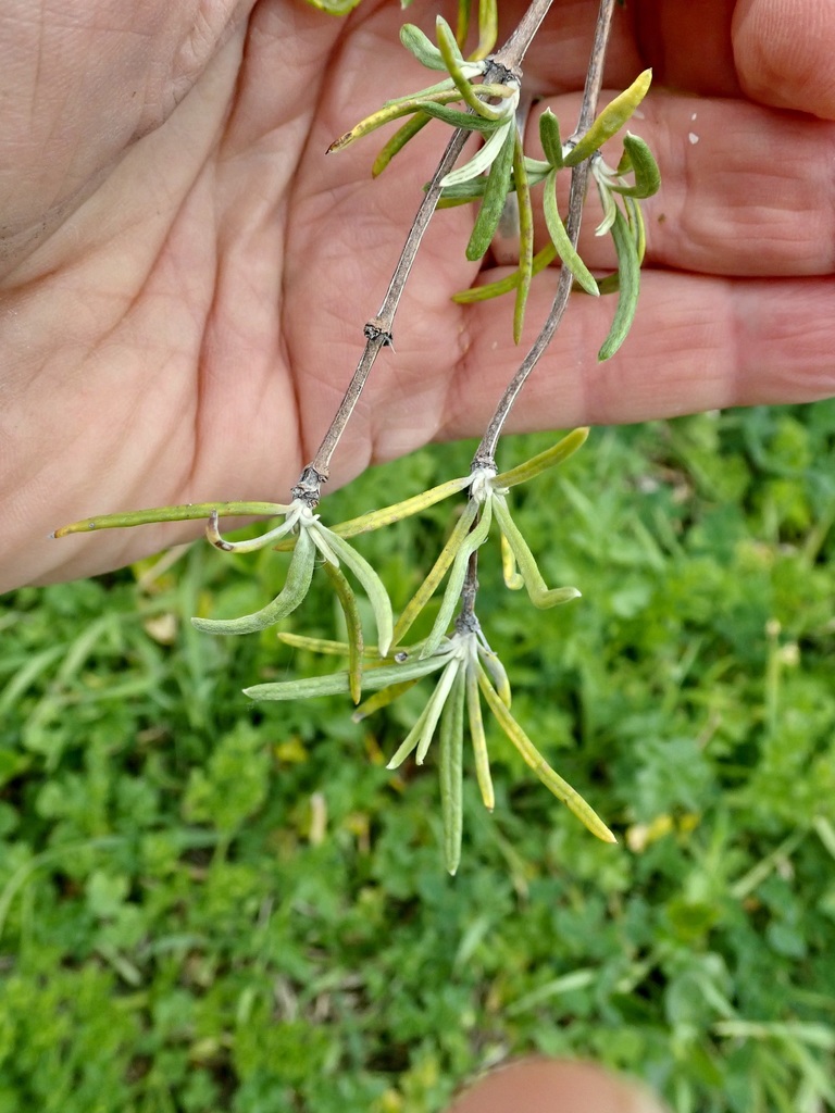 Olearia lineata in September 2020 by Mike Bowie. species seen on Ripapa ...