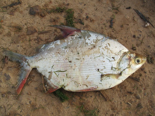 Moon fish (Citharinus citharus) · iNaturalist