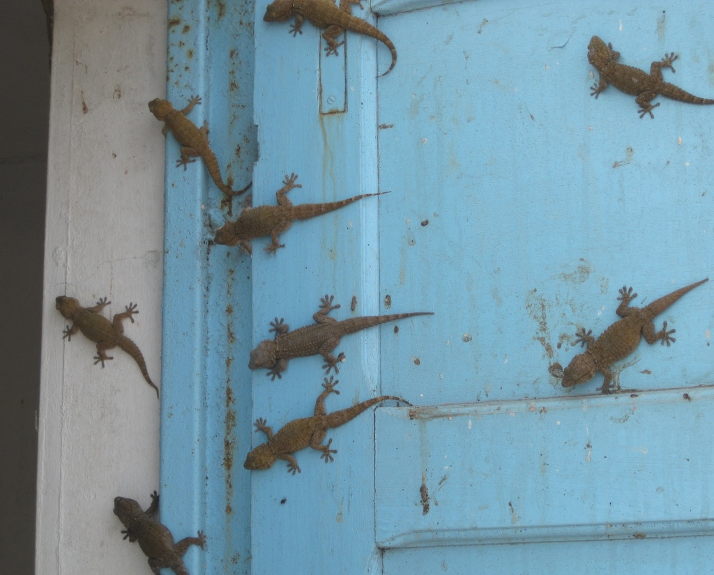 Ringed Wall Gecko from Ile de Madeleine, Dakar, Senegal on March 28 ...