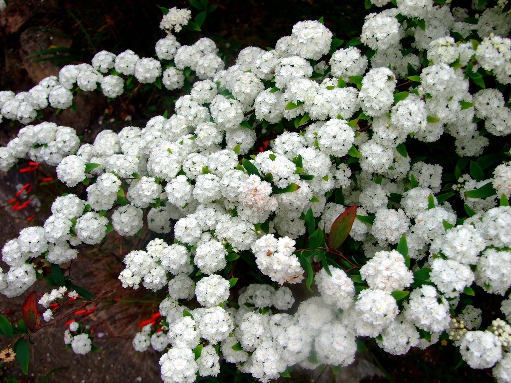 Reeve's Spirea (Spiraea cantoniensis) - Botanical Realm