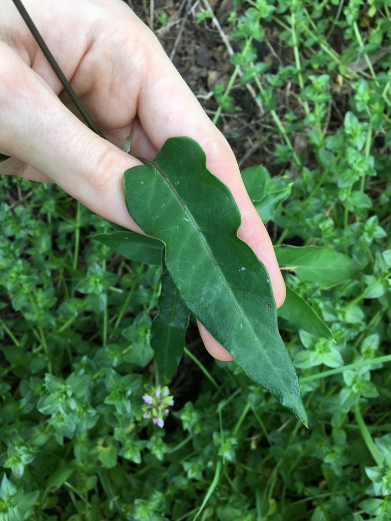 Moth Vine from Parramatta - South, New South Wales, Australia on ...