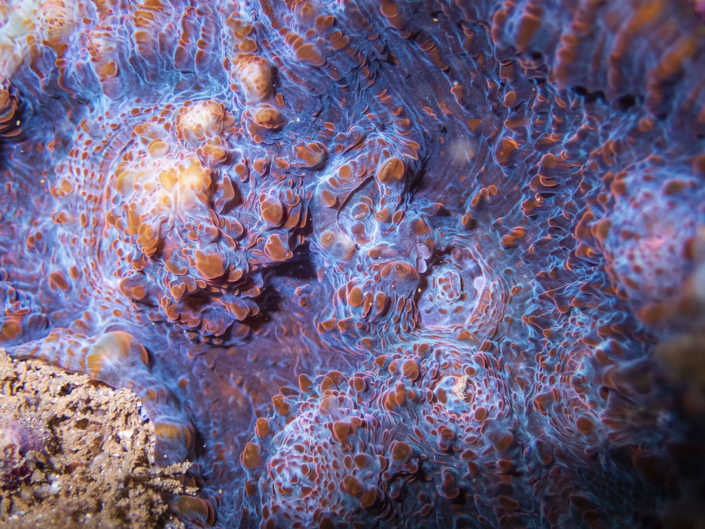 Flat Lettuce Coral from Thio, NC-SU, NC on August 30, 2020 at 10:33 AM ...