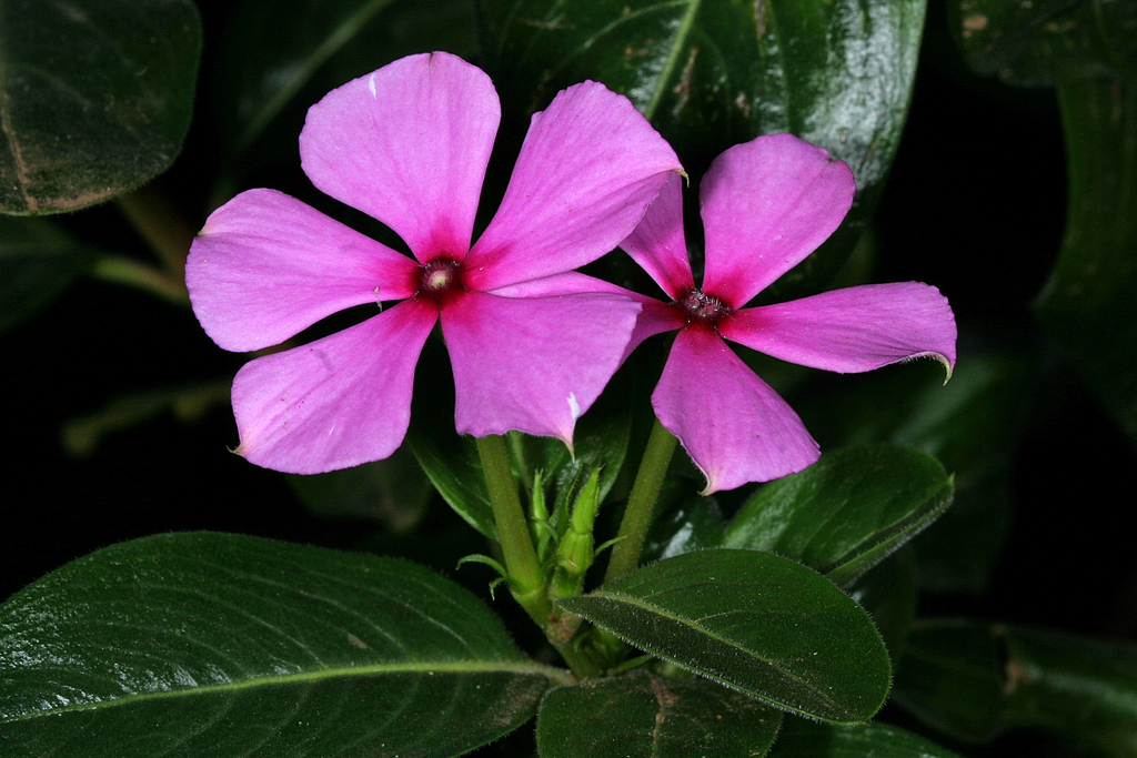 (Catharanthus roseus roseus) - Botanical Realm