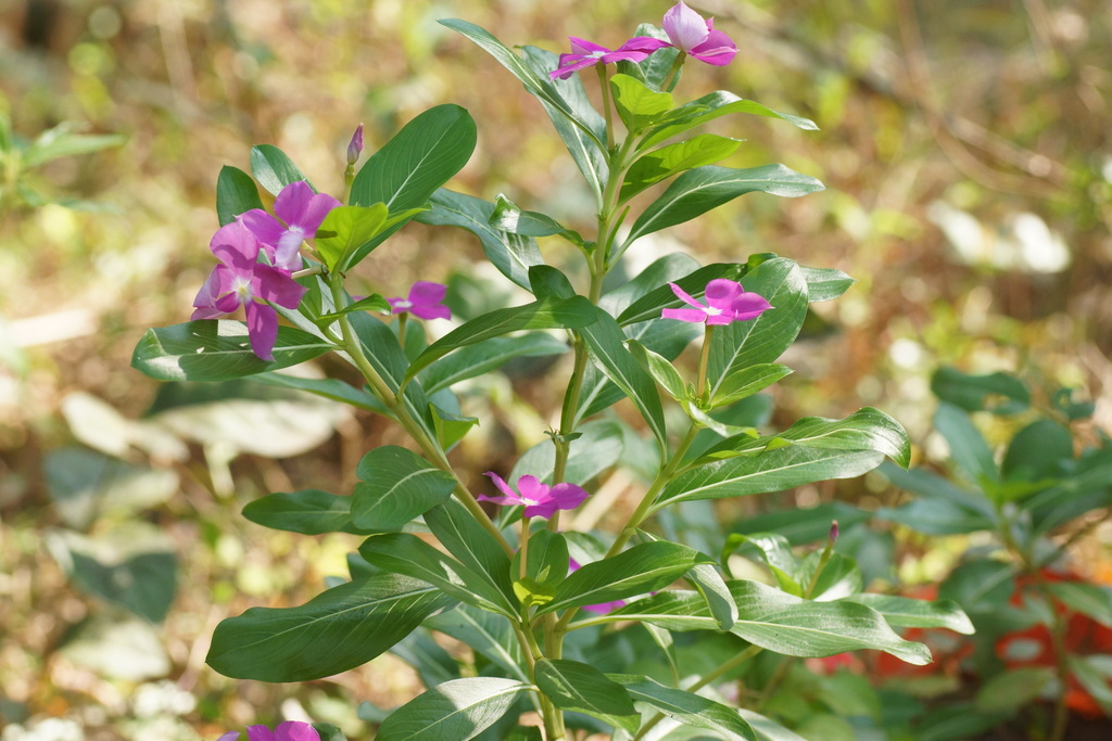 (Catharanthus roseus roseus) - Botanical Realm