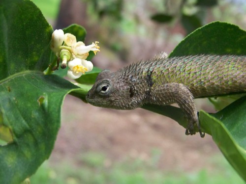 Asperous Spiny Lizard (Sceloporus asper) - Snakes and Lizards