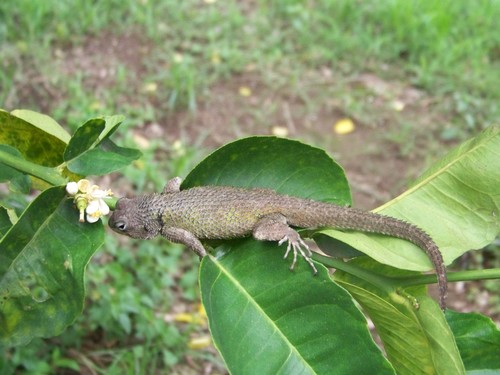 Asperous Spiny Lizard (Sceloporus asper) - Snakes and Lizards