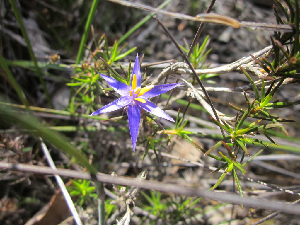 (Calectasia gracilis) - Botanical Realm