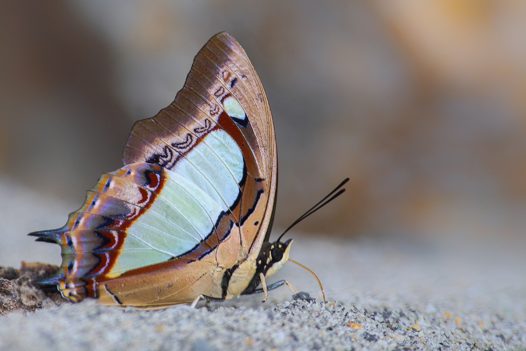 Indian Nawab (Butterflies of SGNP-Nagla block) · iNaturalist