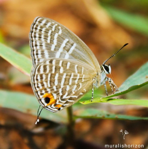 Subspecies Jamides alecto eurysaces · iNaturalist