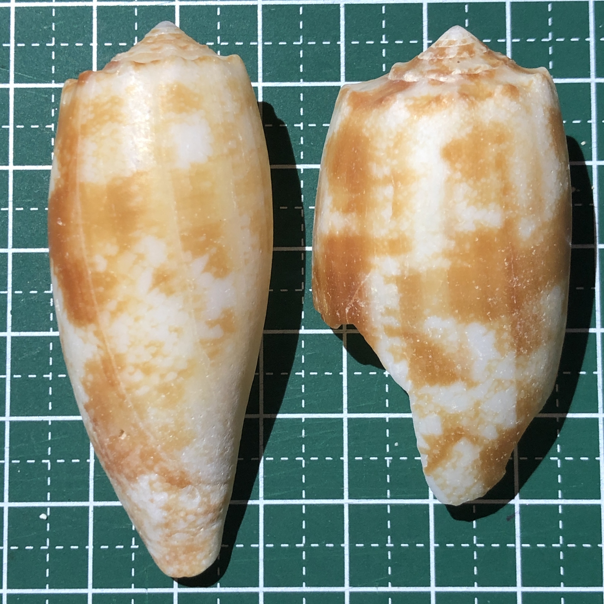 Conus geographus Linnaeus, 1758