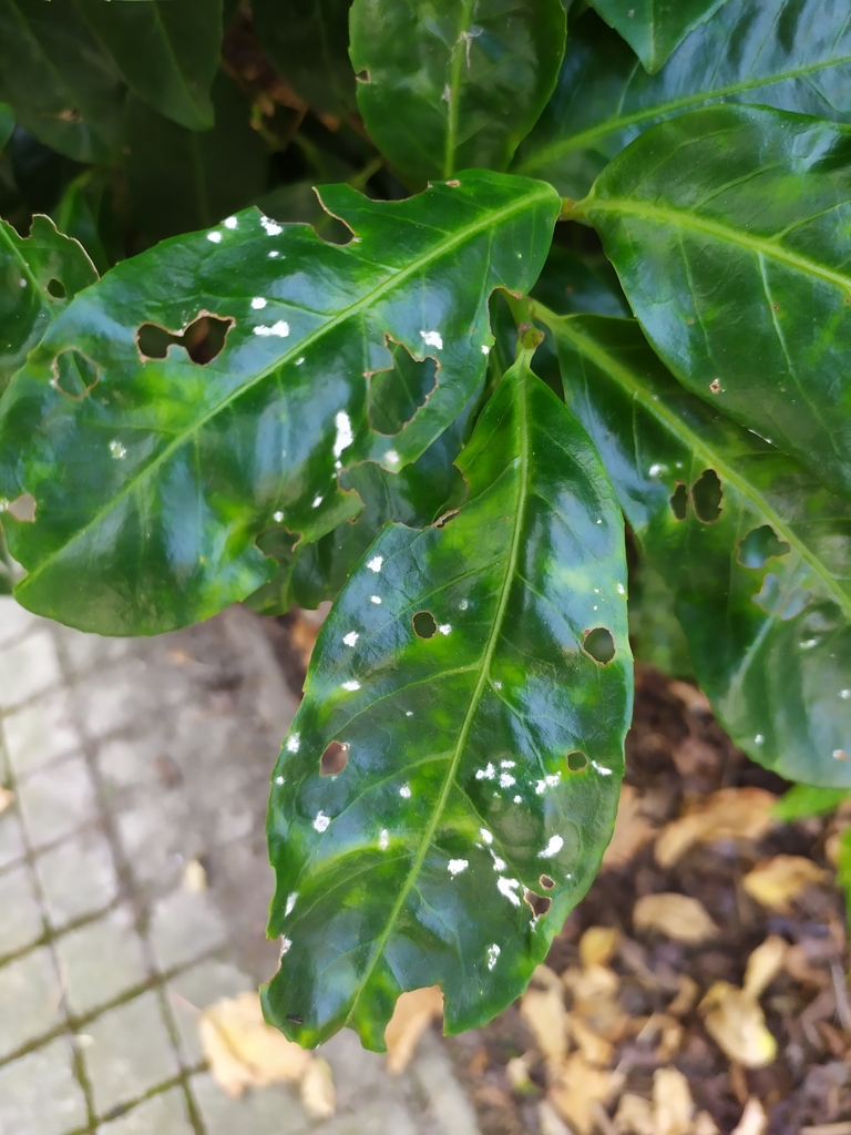 Rose Powdery Mildew from 1170 Wien, Österreich on September 13, 2020 at ...