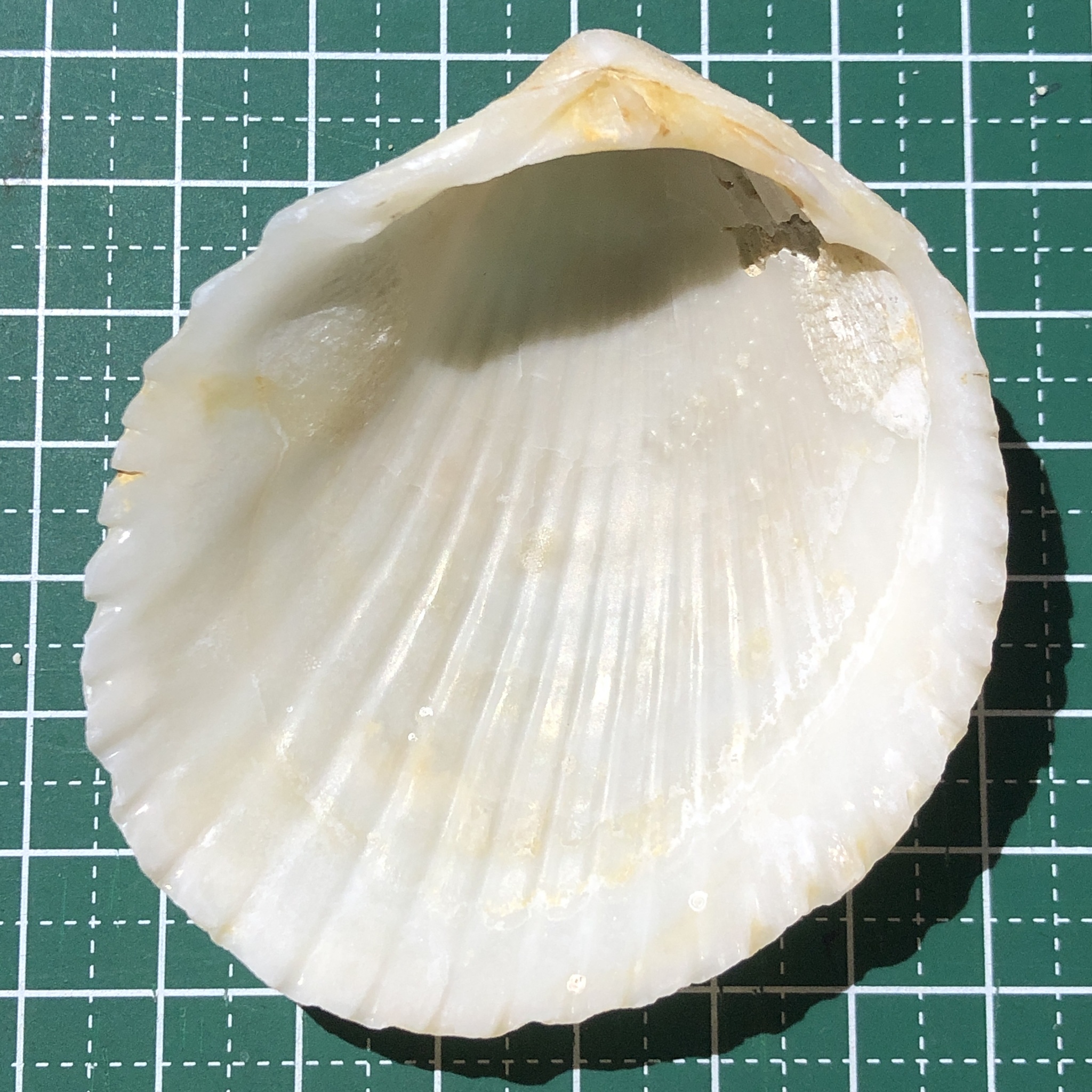 Vasticardium pectiniforme (Born, 1780)