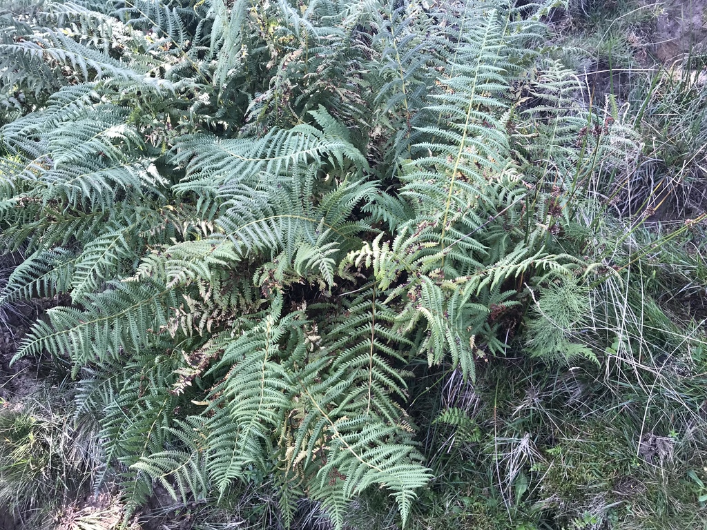 Lemon-scented Fern from Innerthal, Schwyz, CH on September 13, 2020 at ...