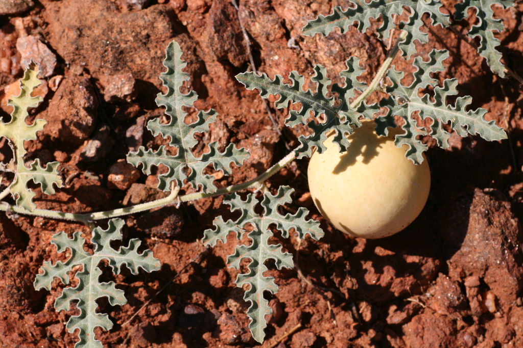 Colocynth from Broken Hill NSW 2880, Australia on March 25, 2006 at 08: ...