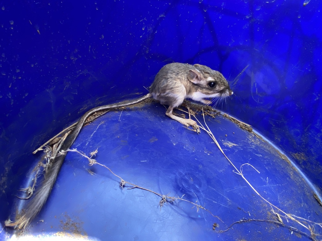 Dulzura Kangaroo Rat from Campbell Ranch Rd, Dulzura, CA, US on ...