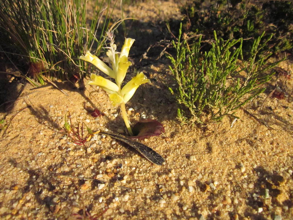 Wild Viooltjie from West Coast DC, South Africa on January 1, 1980 at ...