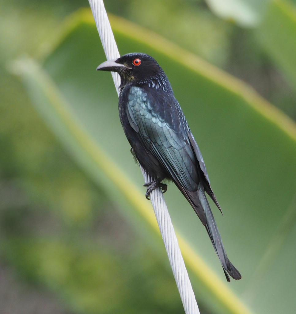 Spangled Drongo (Pocket guide to fauna of Hamilton Island, QLD) · iNaturalist