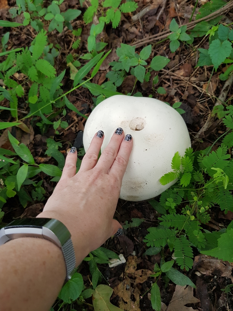 giant puffball from Marlboro, MD, USA on September 13, 2020 at 10:04 AM ...