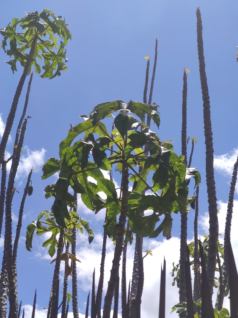 Babaco from Villas Aurora, Quito, Ecuador on September 10, 2020 at 12: ...