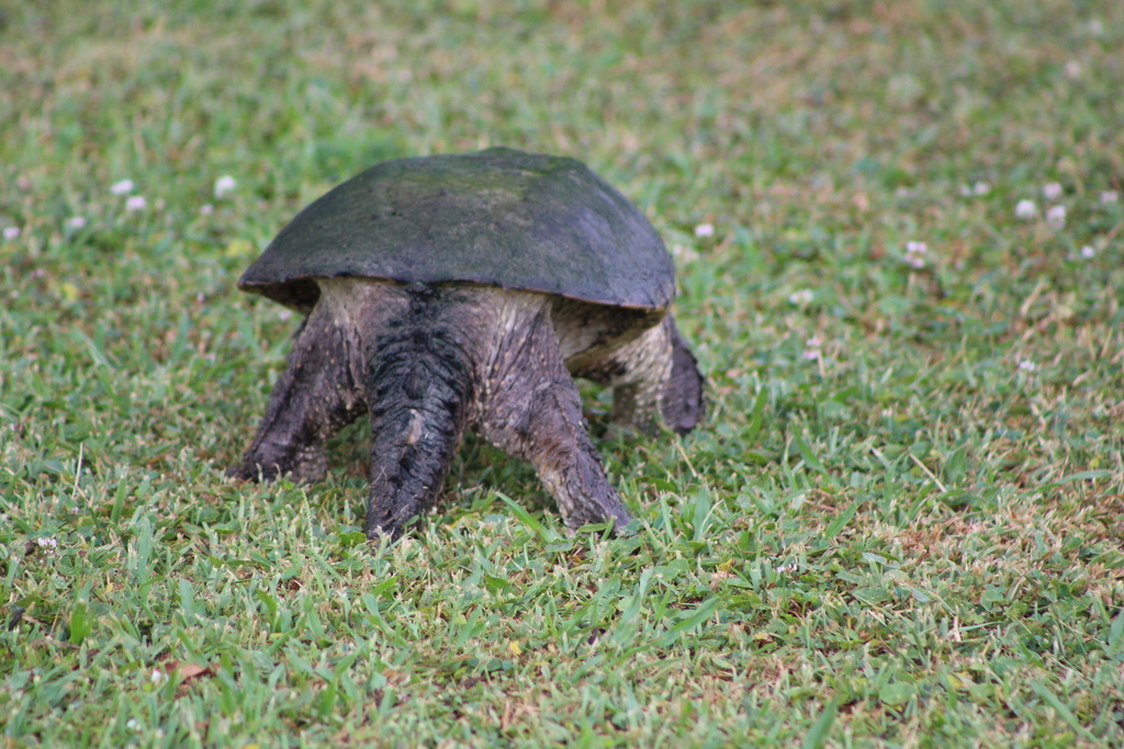 Common Snapping Turtle from Cedar Island, NC 28520, USA on June 20 ...