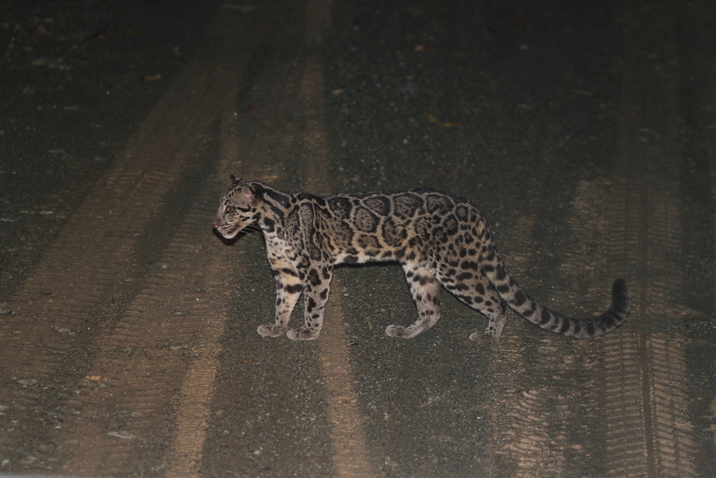 Bornean Clouded Leopard in June 2019 by Manuel Ruedi · iNaturalist