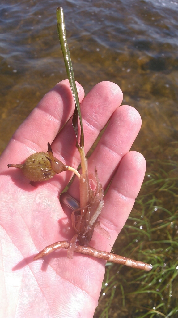 Turtle Grass from Gulf County, US-FL, US on August 01, 2017 at 10:38 AM ...