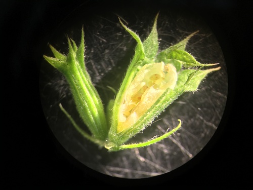 Contarinia ballotae · iNaturalist