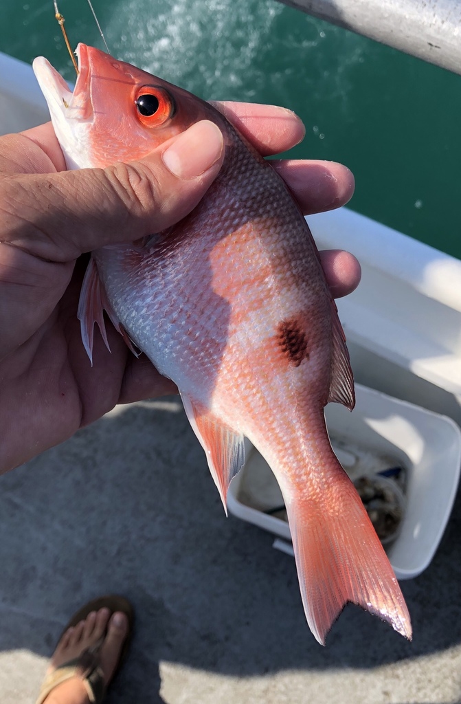 Northern Red Snapper in September 2020 by Jon McIntyre · iNaturalist