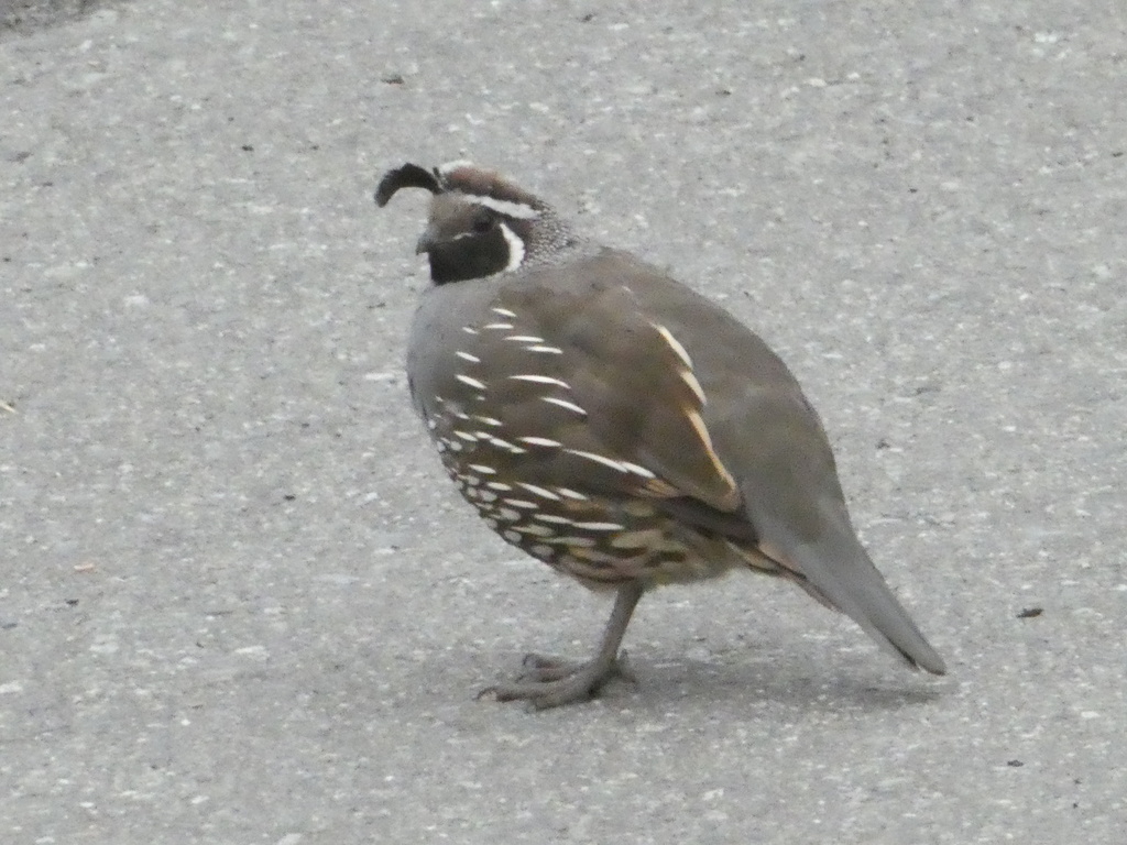 California Quail from Vancouver Island, Nanaimo, BC, CA on September 13 ...