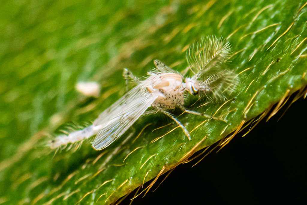 Phantom Midges in August 2020 by Larry Basden · iNaturalist
