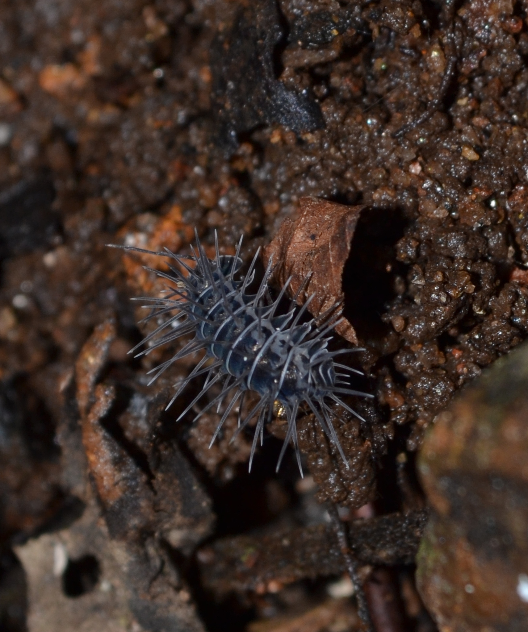 Do you guys have any isopod dreams? : r/isopods