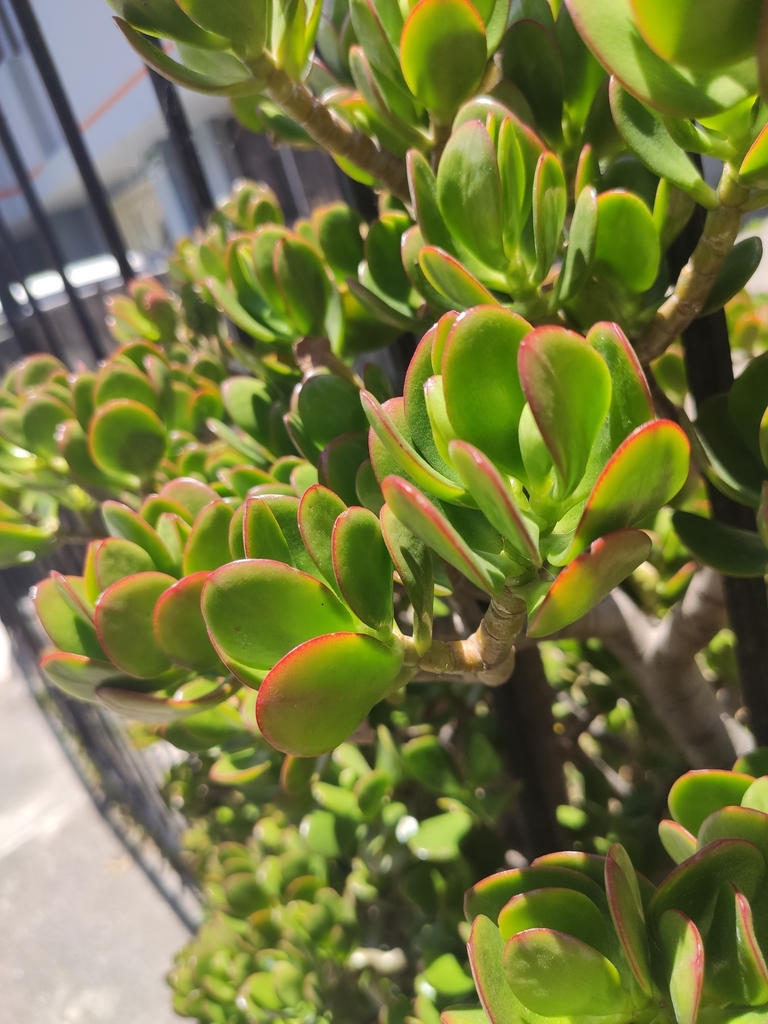 jade plant from Villas Aurora, Quito, Ecuador on September 10, 2020 at ...