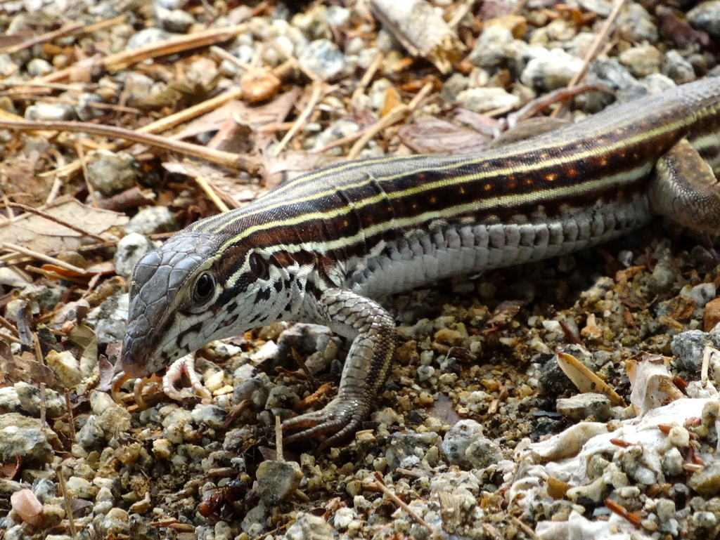 huico llanero desde Rancho Los Venados Mazatlán Sinaloa México el 26 de ...