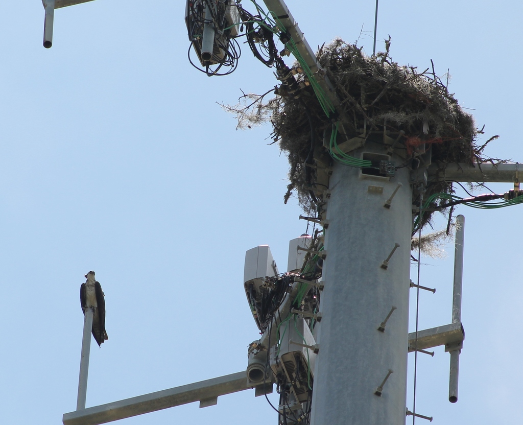 Osprey from N Oceanshore Blvd, Marineland, FL, US on June 26, 2014 at ...
