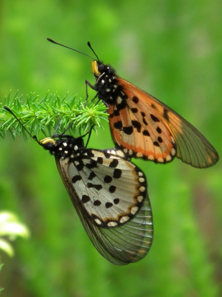 Garden Acraea from Garden Route Botanical Garden on November 20, 2010 ...