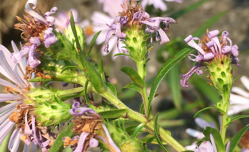 Pacific Aster from Cape Alava loop, Clallam County, Washington, USA on ...