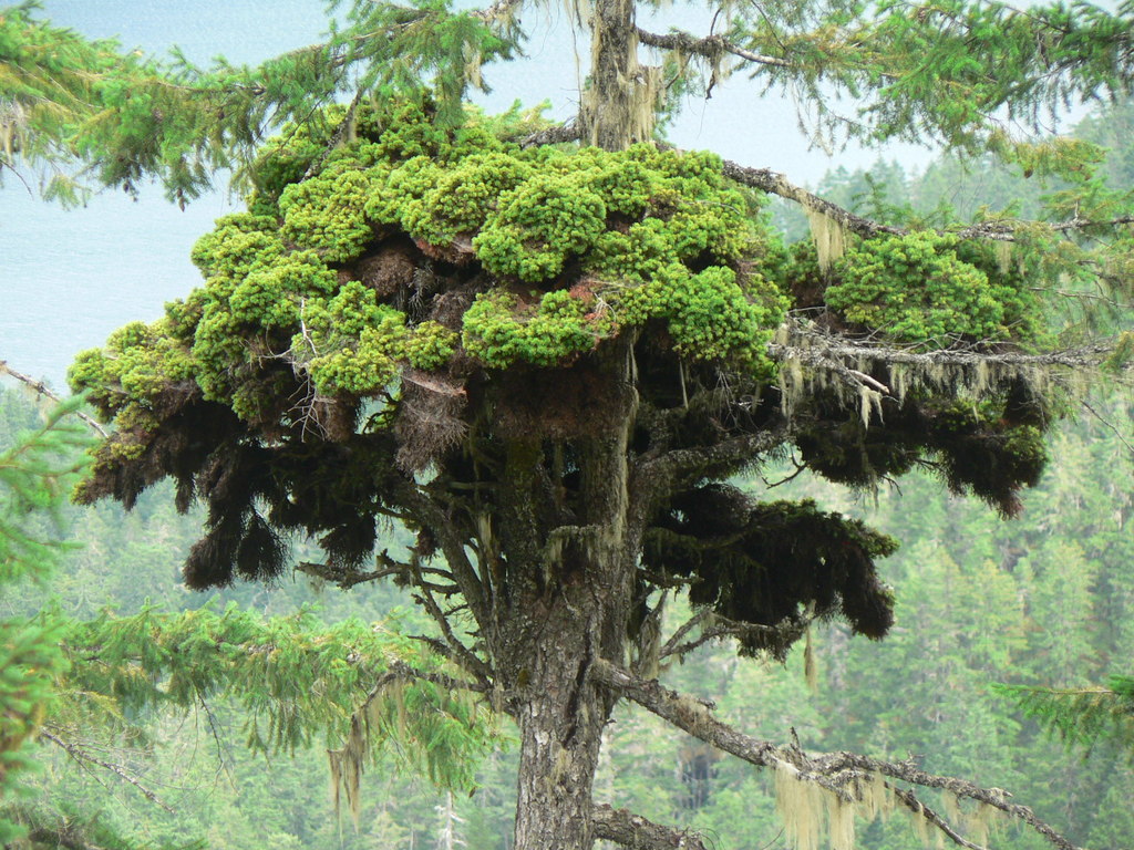 Douglas-Fir Dwarf-Mistletoe from Strathcona, BC, Canada on August 3 ...