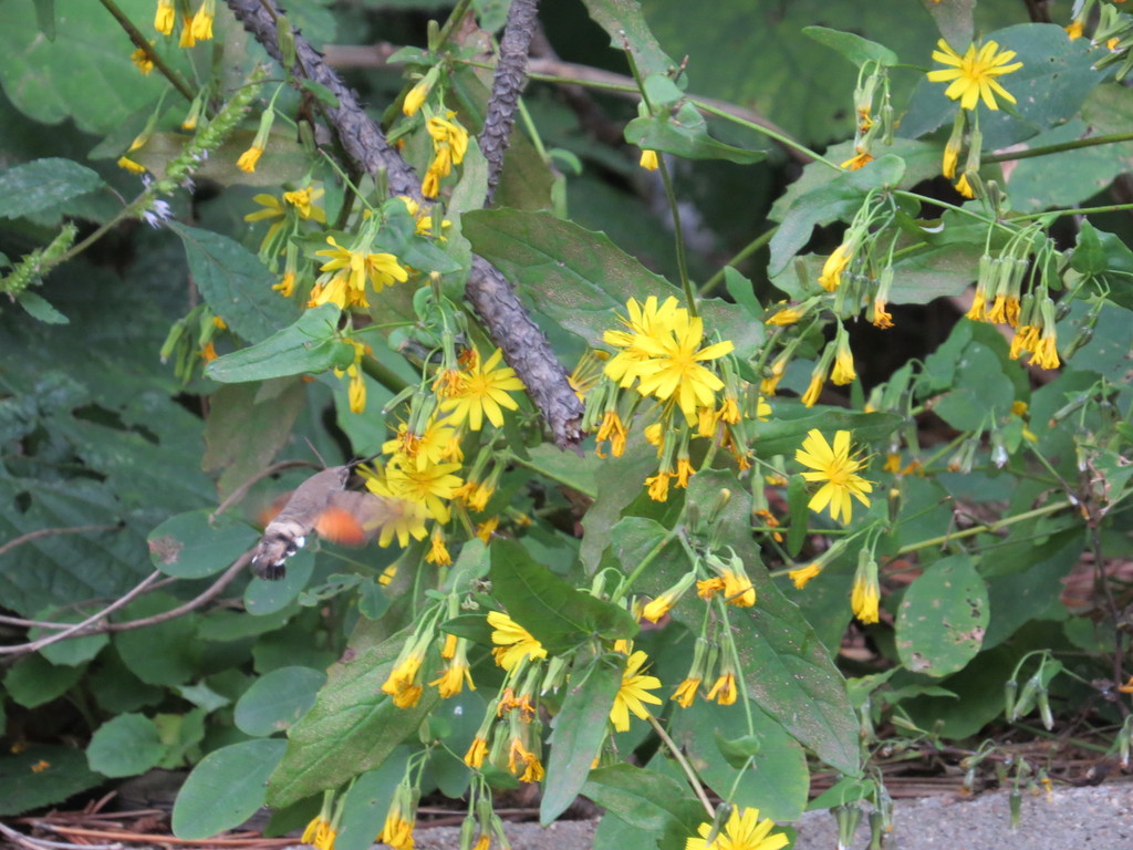 Eurasian Hummingbird Hawkmoth from Beidaihe District, Qinhuangdao ...