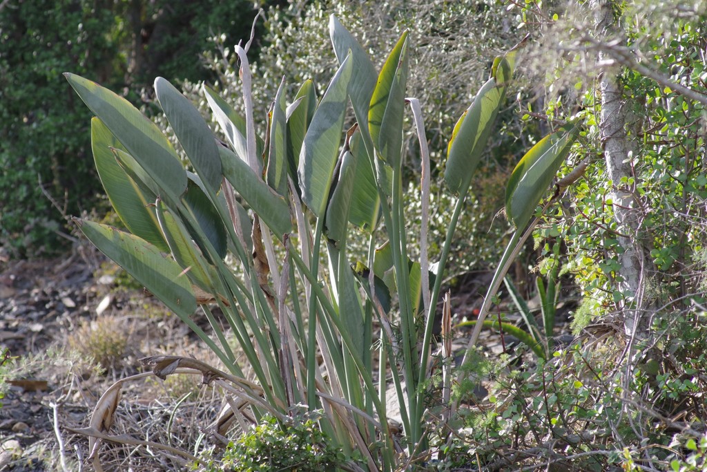 common bird-of-paradise flower from Grahamstown - N2 - R67 Ecca Pass ...