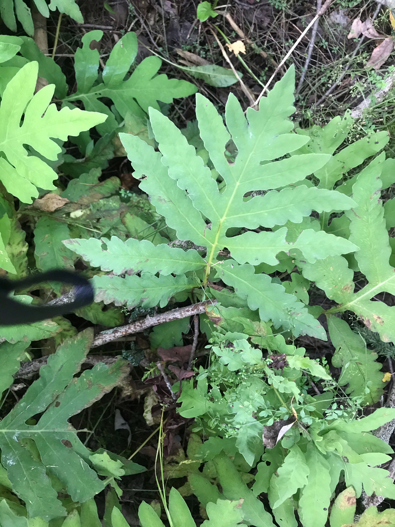 sensitive fern from Scott on September 13, 2020 at 06:51 PM by ...