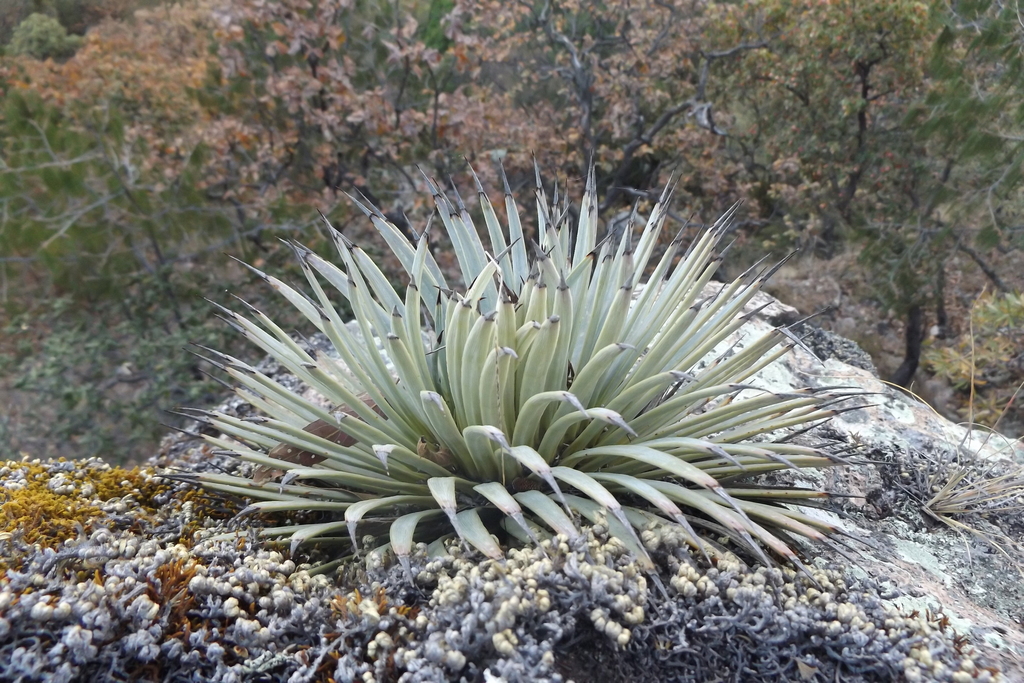 Echinoagave rzedowskiana in April 2017 by Dante S. Figueroa · iNaturalist