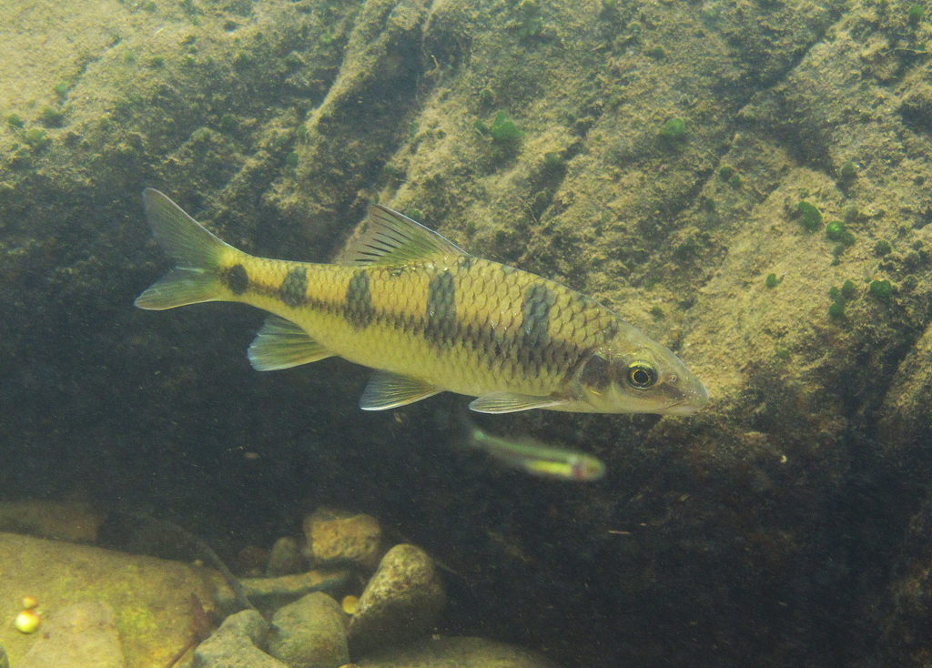 Acrossocheilus beijiangensis from Pak Ngau Shek on June 27, 2014 by H.T ...