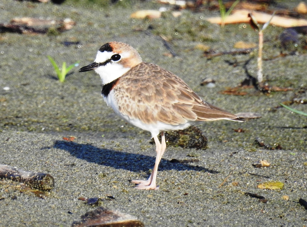 Collared Plover (Florianopolis - Vertebrates) · iNaturalist