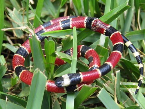 Variable Coralsnake (Micrurus diastema) - Snakes and Lizards