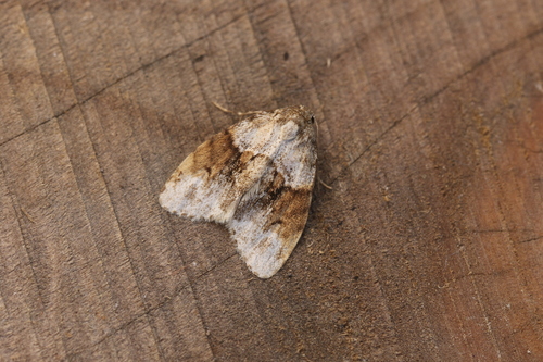 Clemensia brunneomedia · iNaturalist