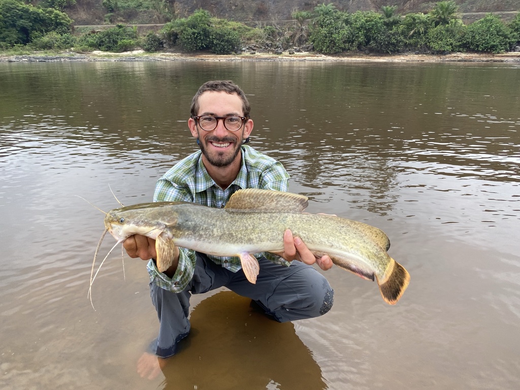 Vundu (Heterobranchus longifilis) - Marine Life Identification