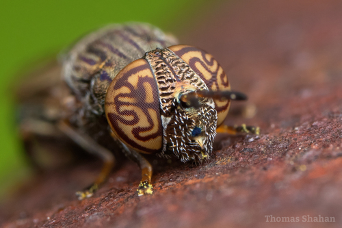 Bellula species group (Complex Orthonevra bellula) · iNaturalist