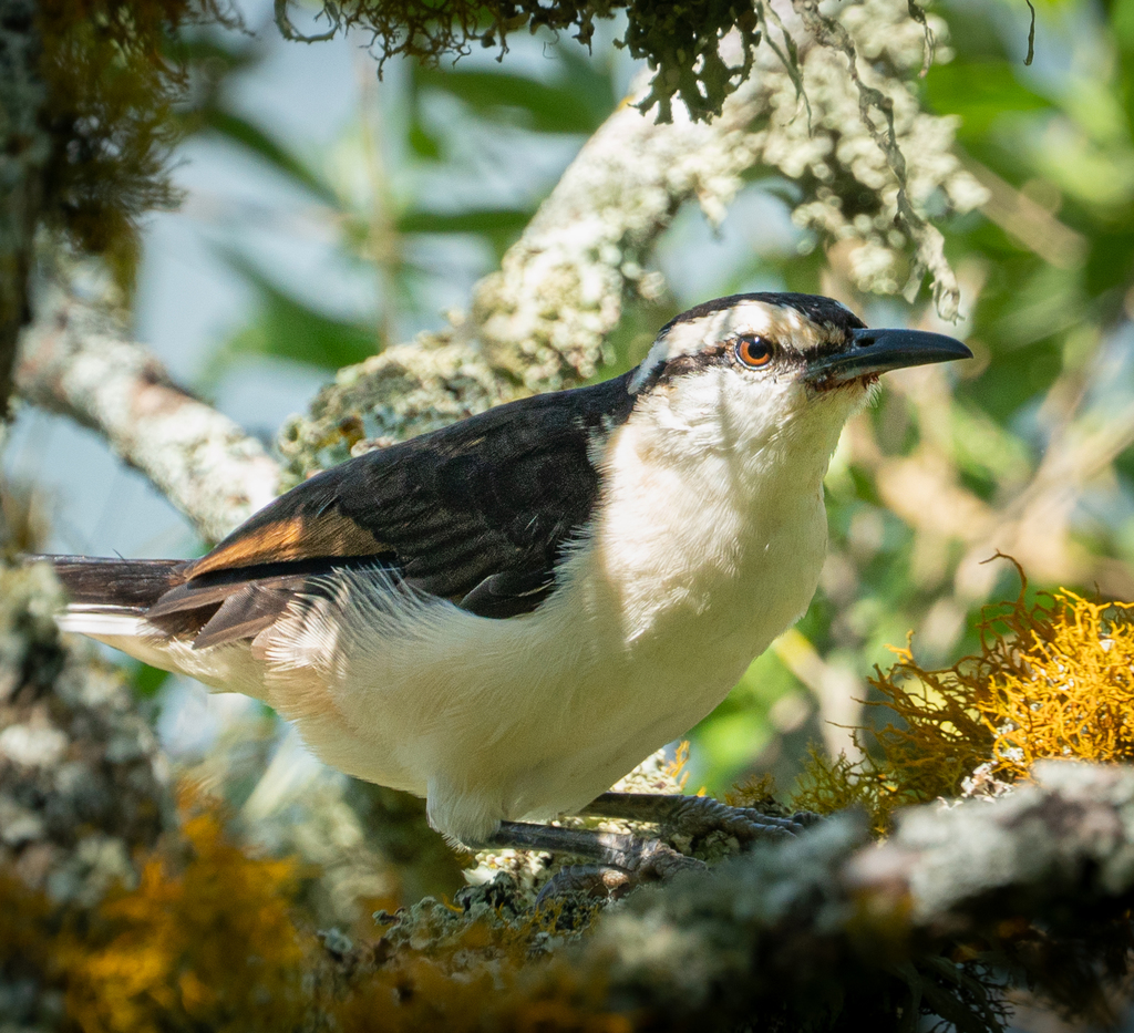Bicolored Wren from Barichara, Santander, Colombia on September 11 ...